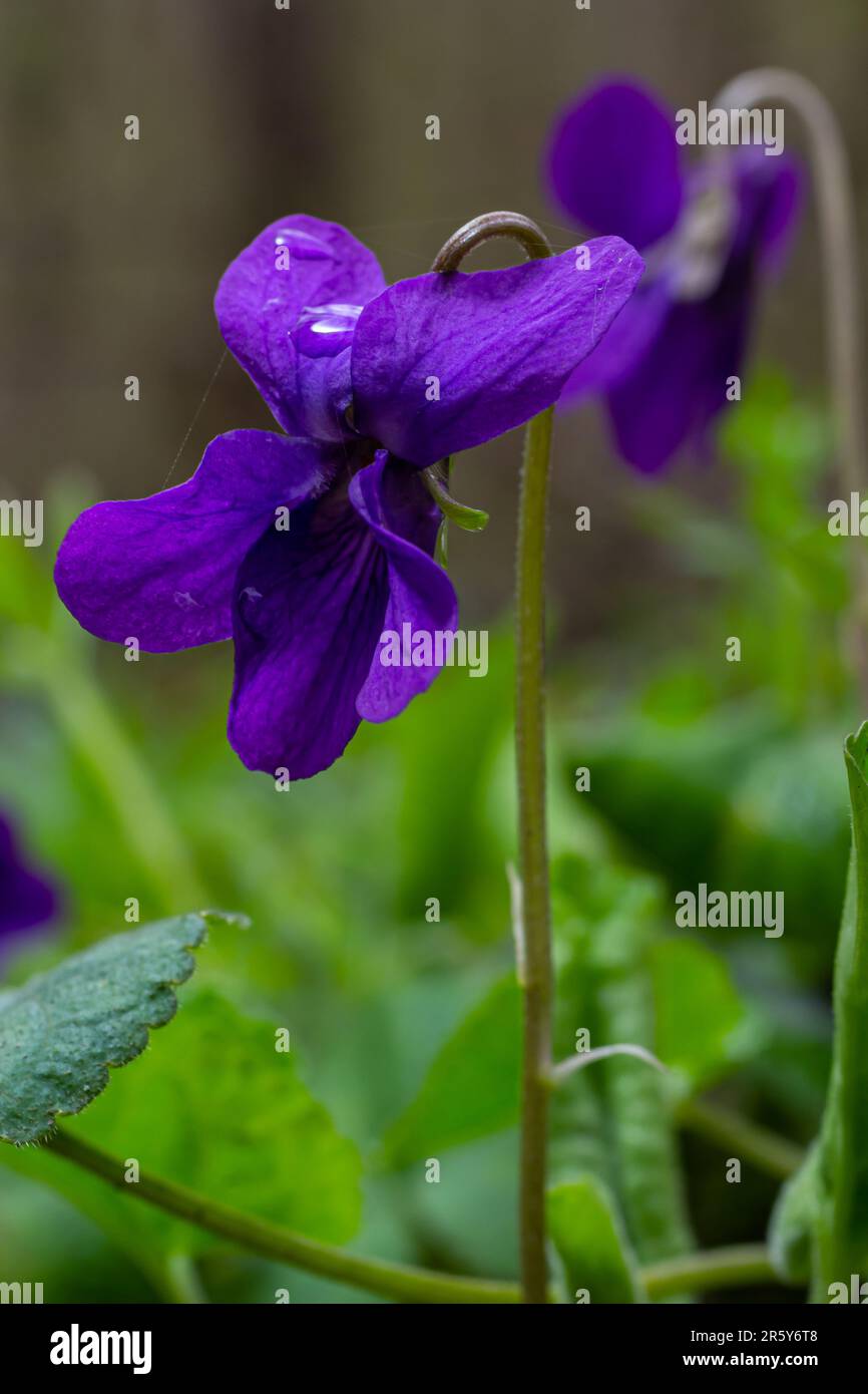 Wild violets Viola odorata have heart-shaped leaves with purple-blue ...