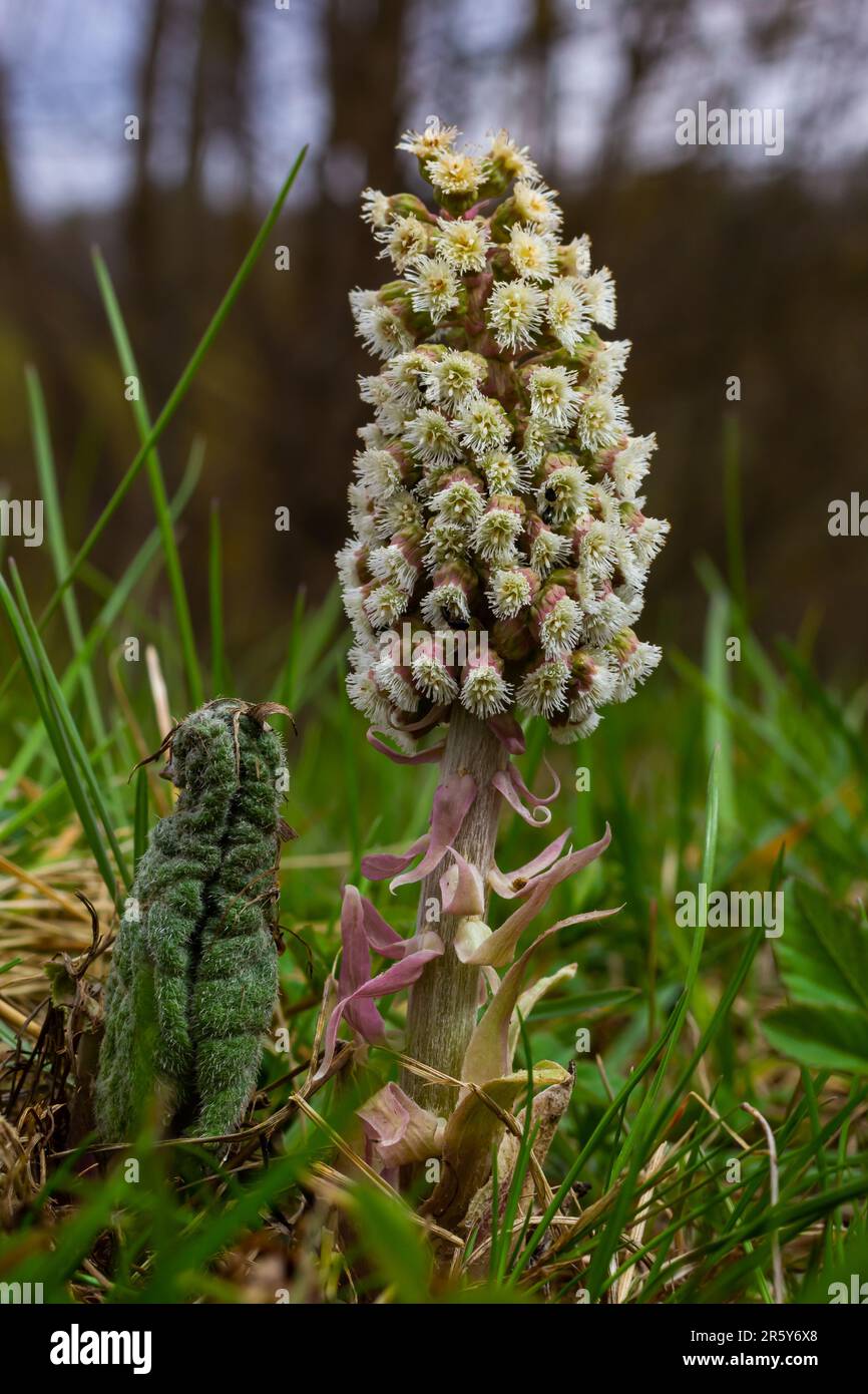 Inflorescences of butterbur, pestilence wort, Petasites hybridus ...