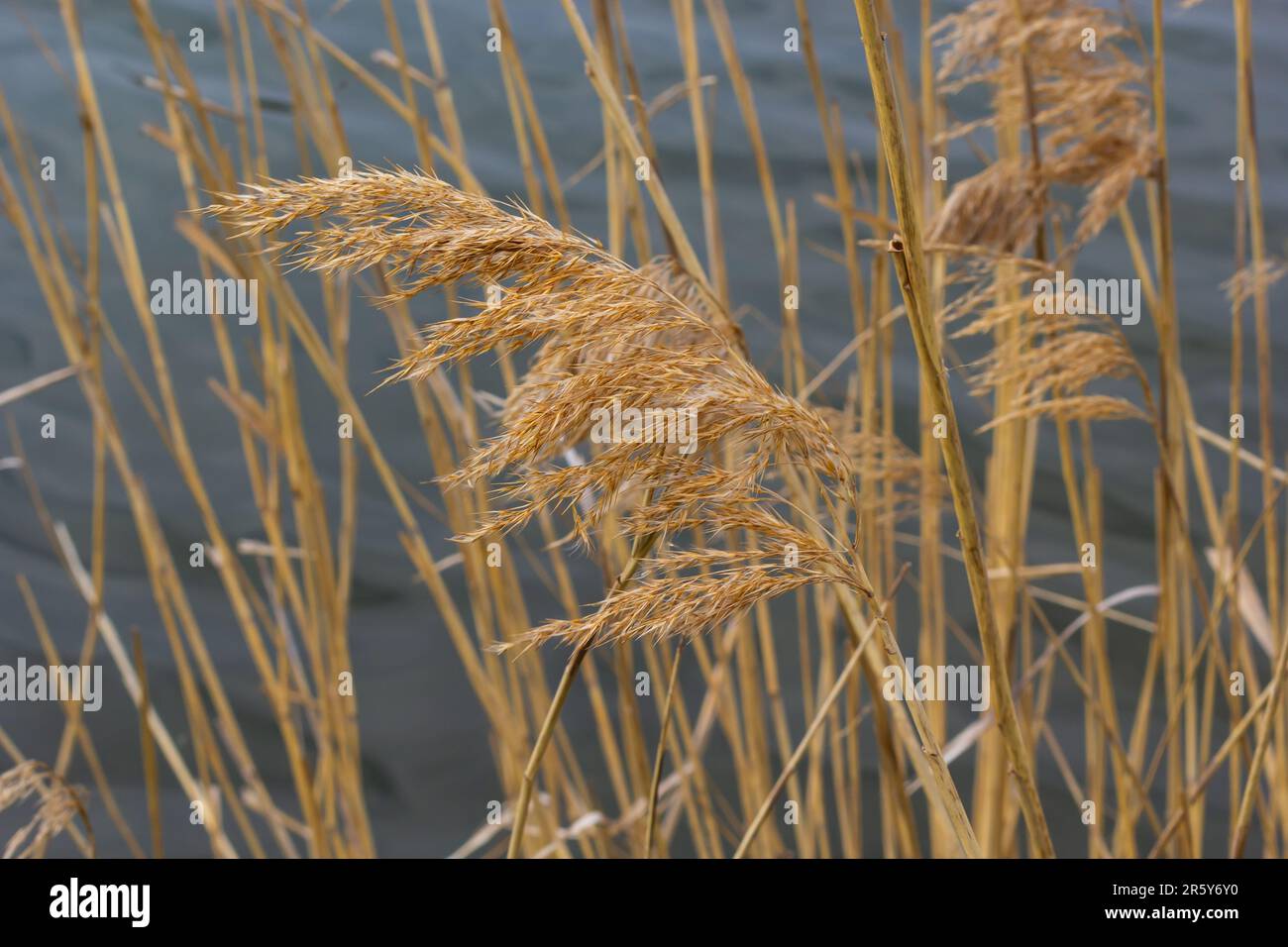 Common reed Phragmites australis. Thickets of fluffy dry trunks of ...