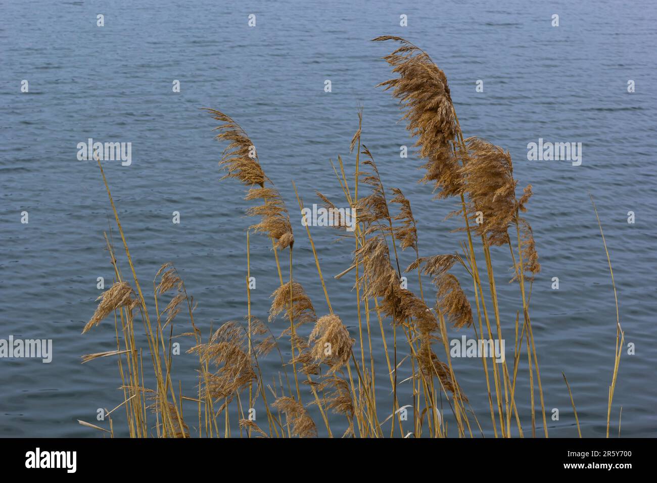 Common reed Phragmites australis. Thickets of fluffy dry trunks of ...