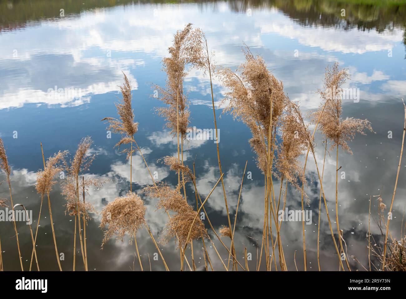 Common reed Phragmites australis. Thickets of fluffy dry trunks of ...