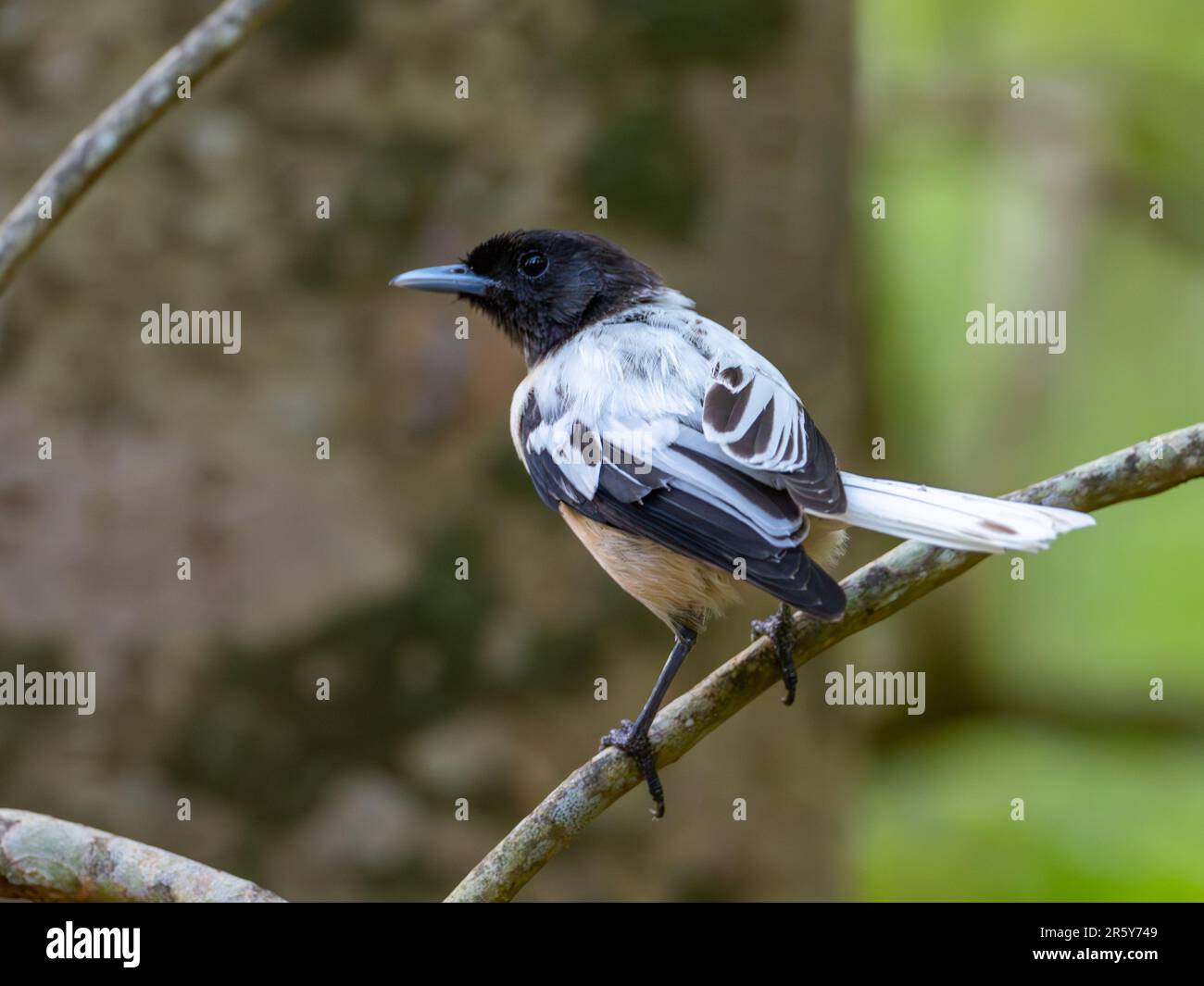 Marquesas Monarch, Pomarea mendozae, an endemic bird found only on ...