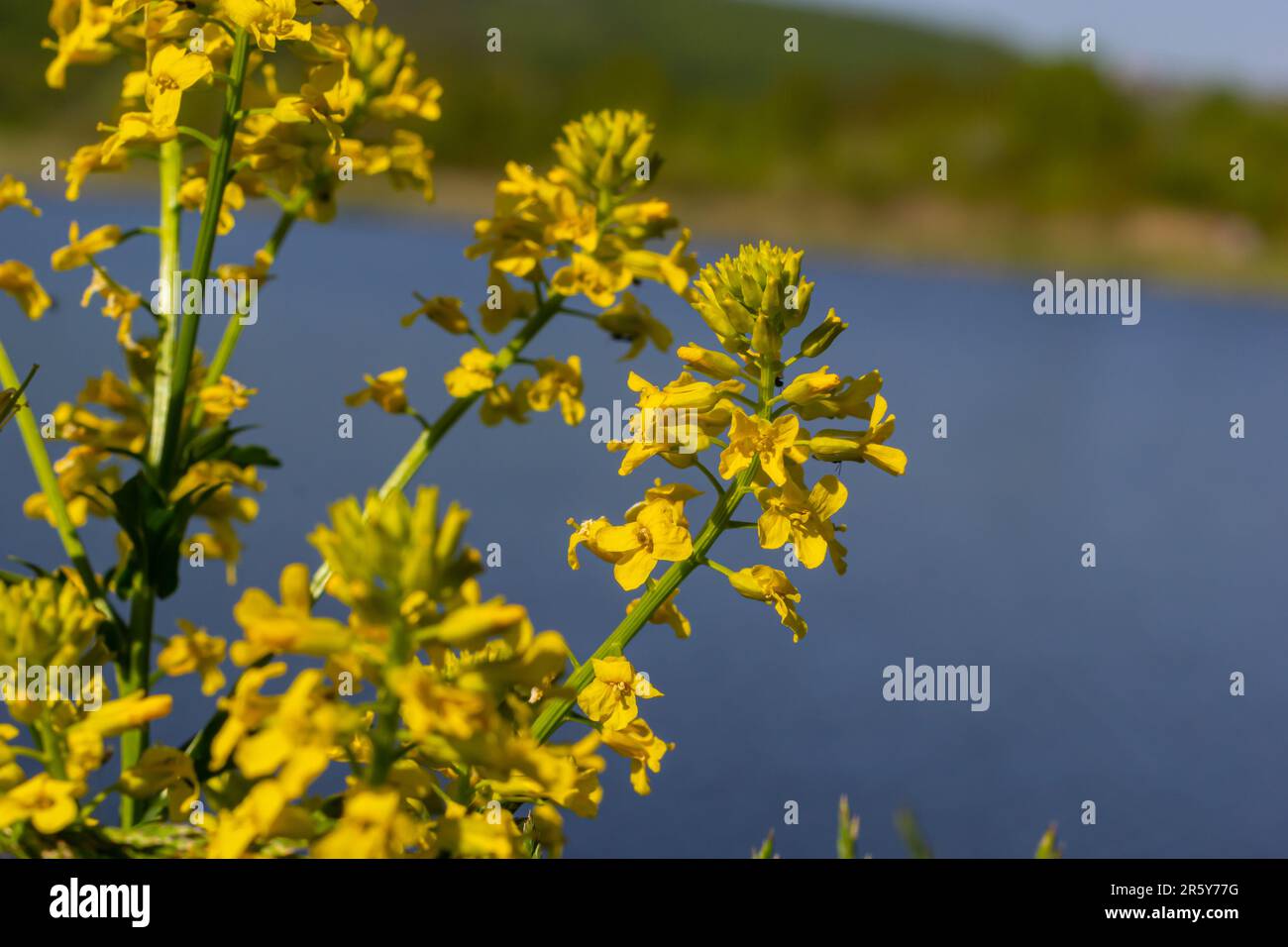 the Close up of Wintercress Barbarea vulgaris Brassicaceae. Selective ...