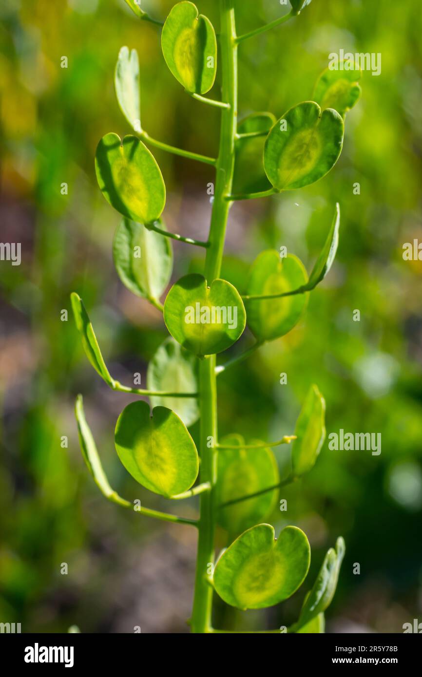 Field pennycress, Thlaspi arvense is an edible plant used in salads ...