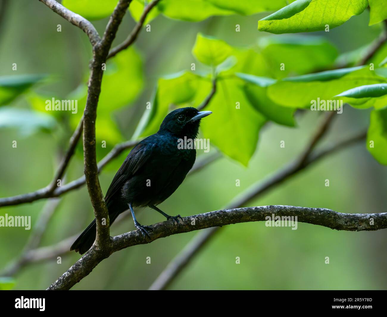 Marquesas Monarch, Pomarea mendozae, an endemic bird found only on ...