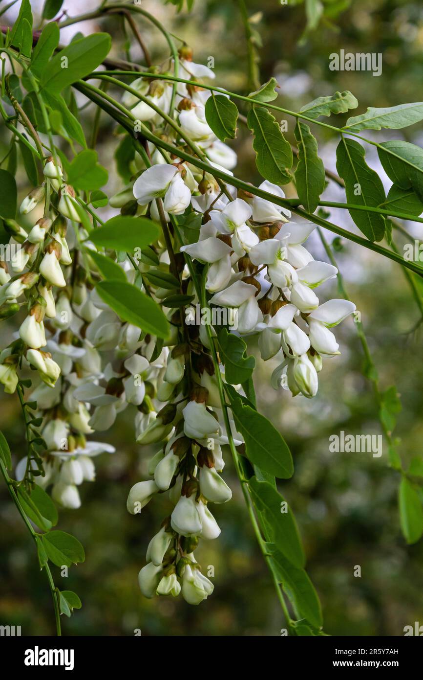 Summer flowering plant inflorescence honey bee hi-res stock photography ...