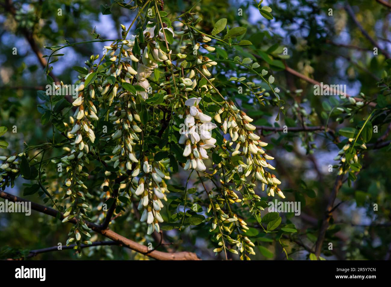 Abundant flowering acacia branch of Robinia pseudoacacia, false acacia ...