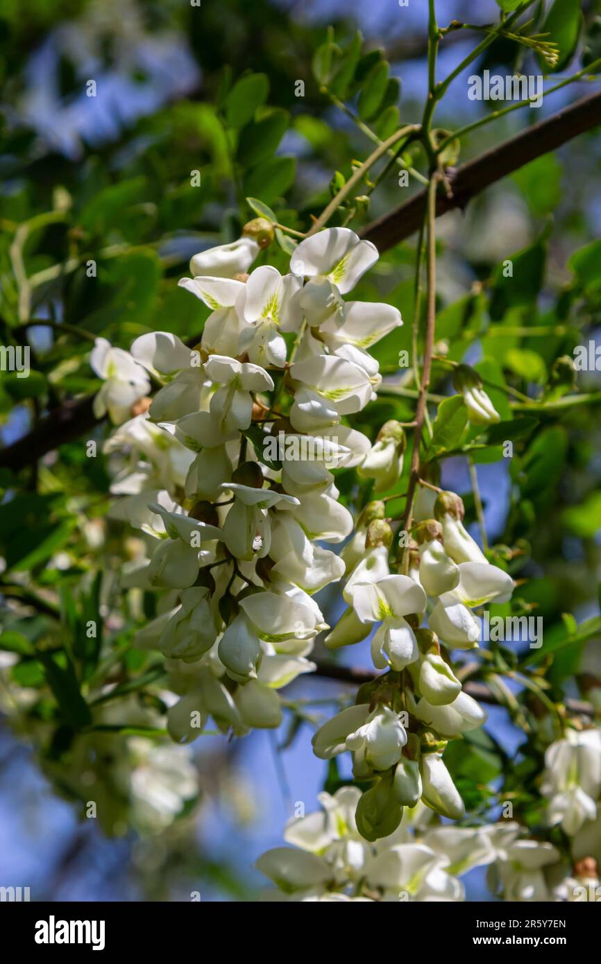 Abundant flowering acacia branch of Robinia pseudoacacia, false acacia ...