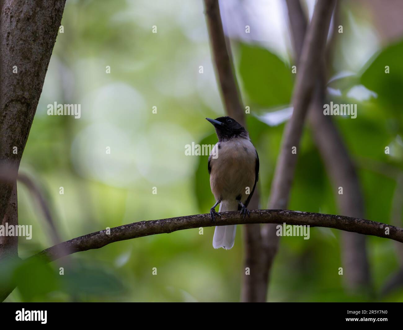 Marquesas Monarch, Pomarea mendozae, an endemic bird found only on ...