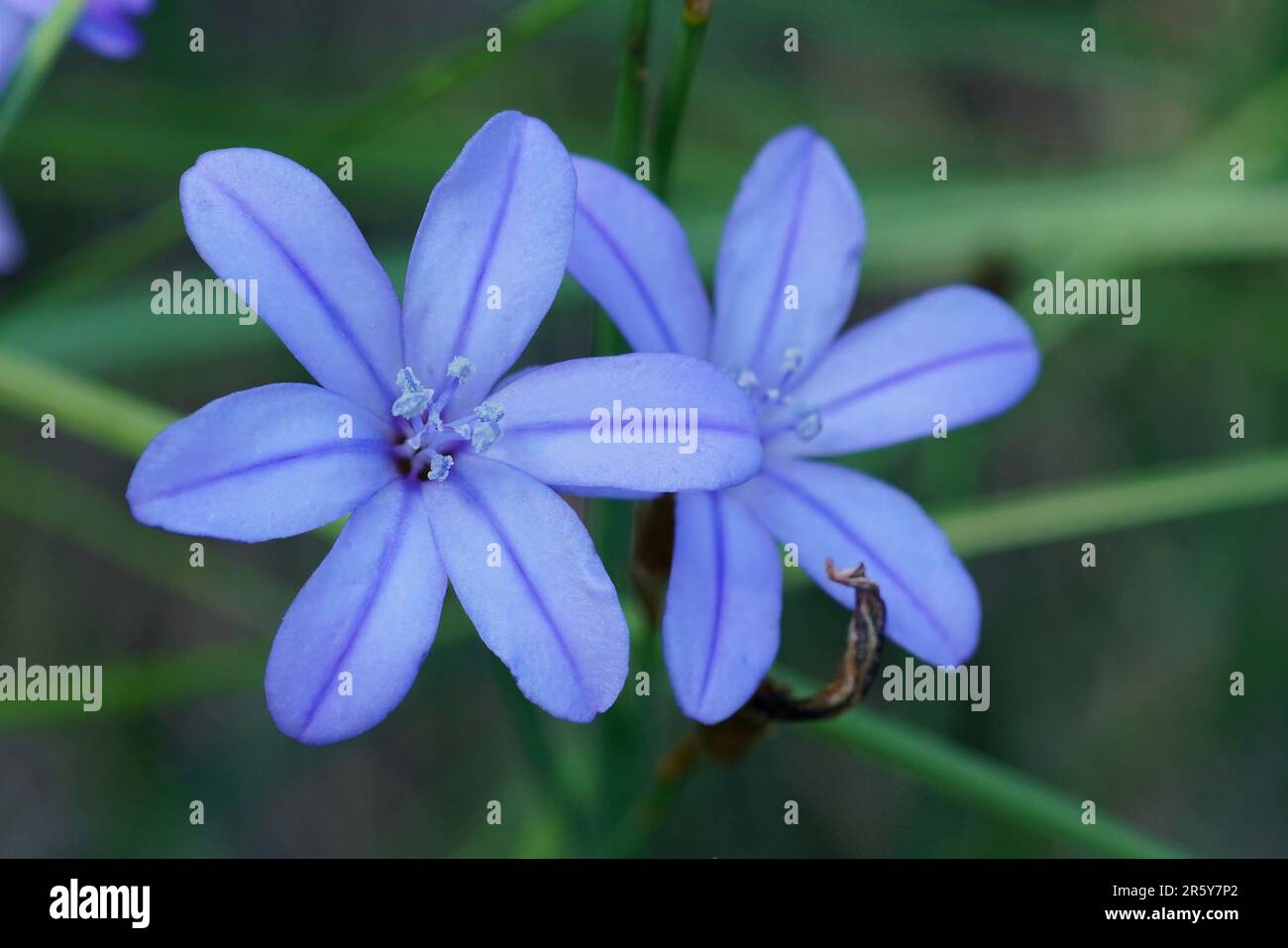Natural closeup on a Mediterranean blue grass lily flower, Aphyllanthes ...