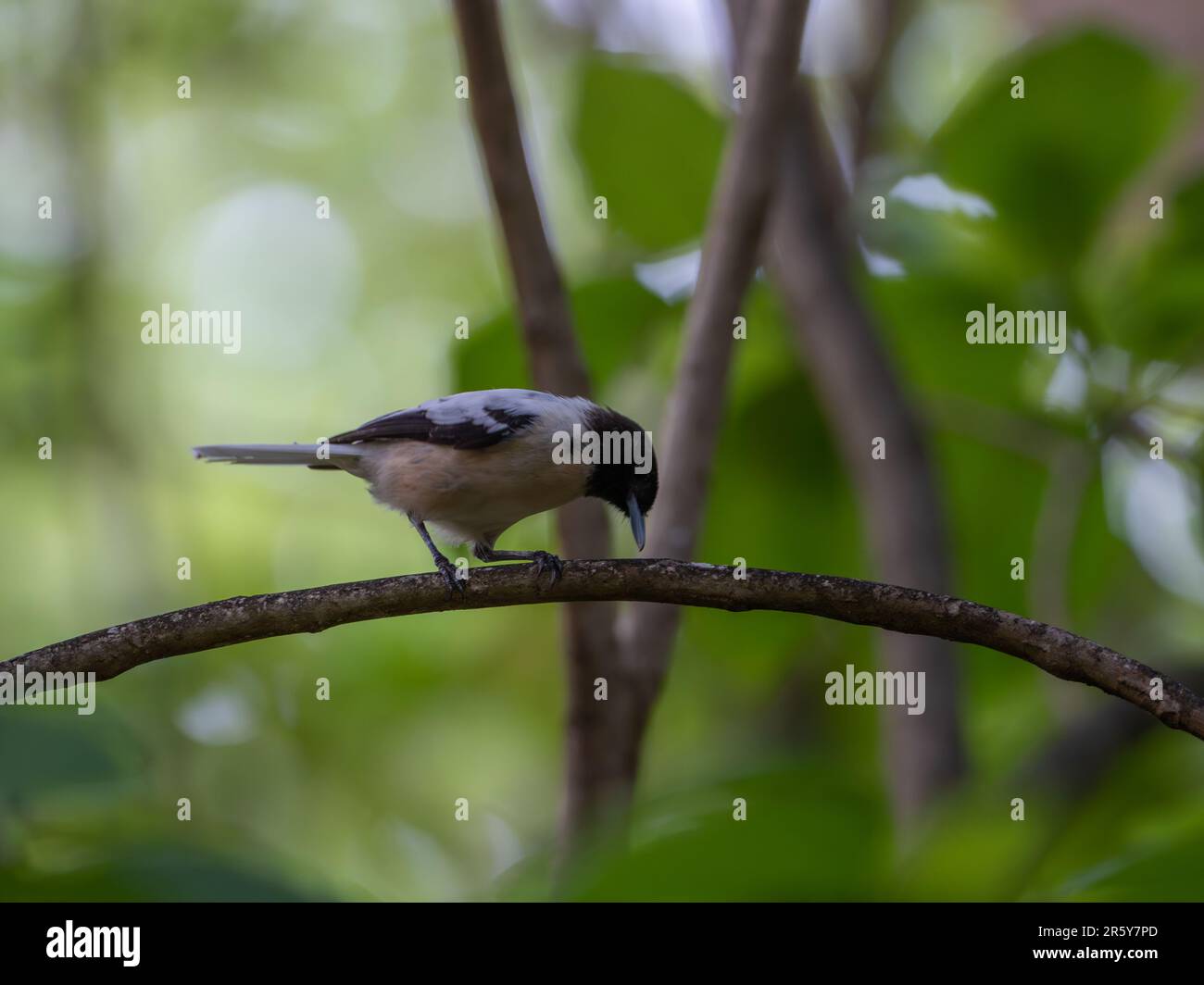 Marquesas Monarch, Pomarea mendozae, an endemic bird found only on ...