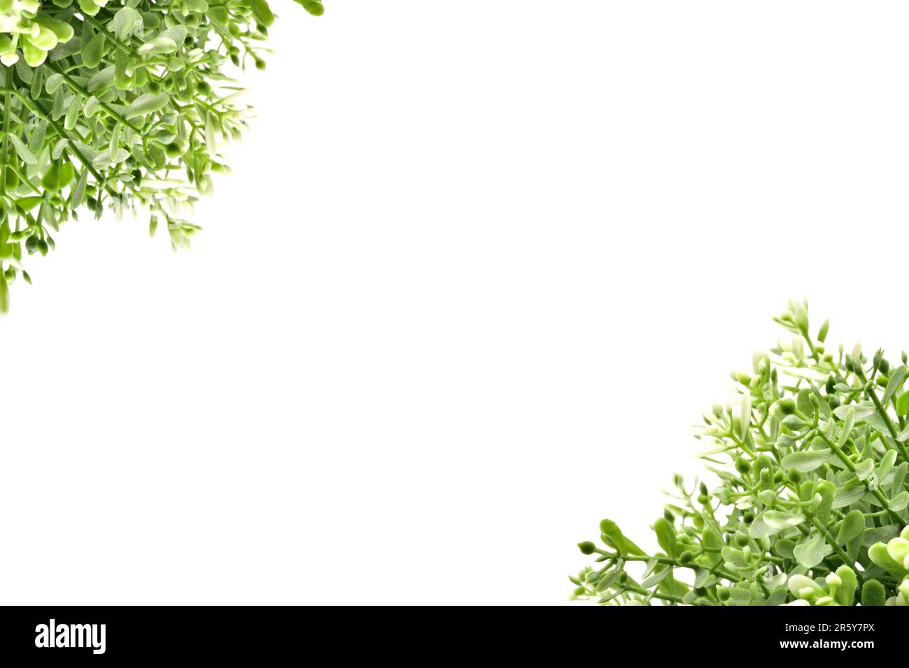 green leaves frame.green leaves border with white background.green ...