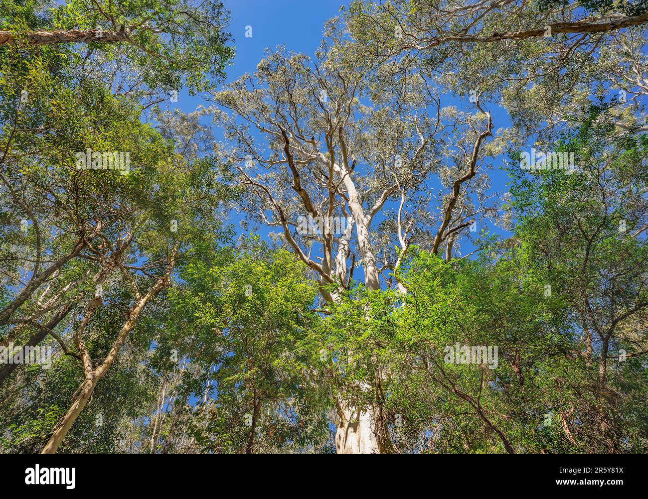 Looking up past the tree trunks to the tree canopy with lots of green ...