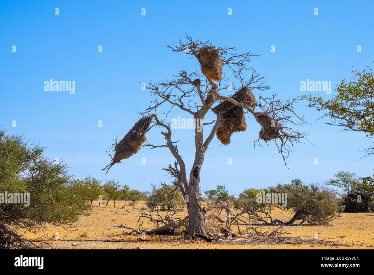 Sociable weaver nest Namibia Stock Photo - Alamy