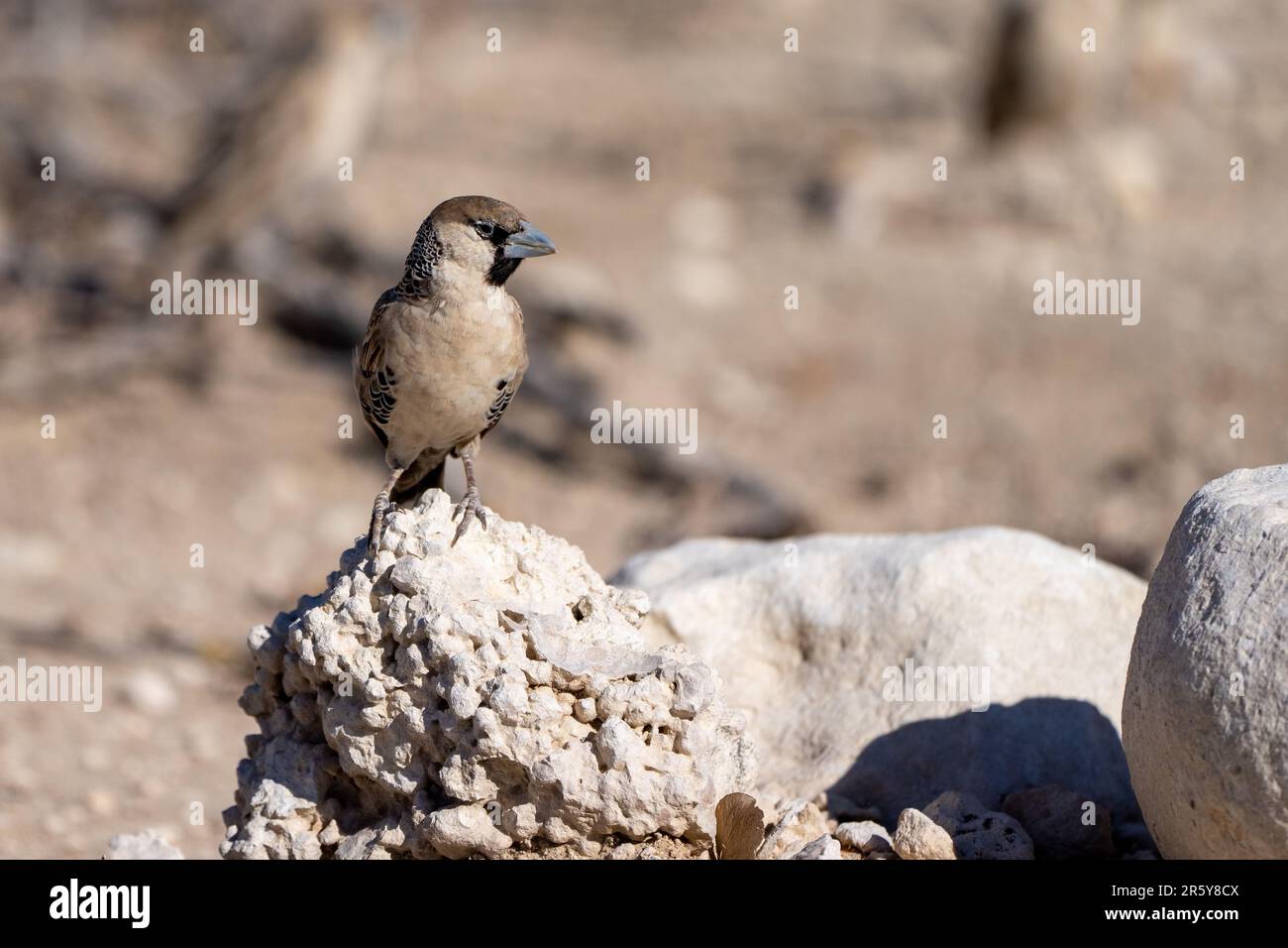 Social weaver bird etosha hi-res stock photography and images - Alamy
