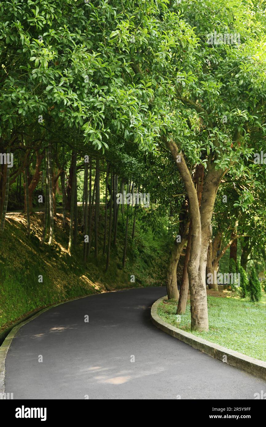 View of pathway and trees in park Stock Photo - Alamy