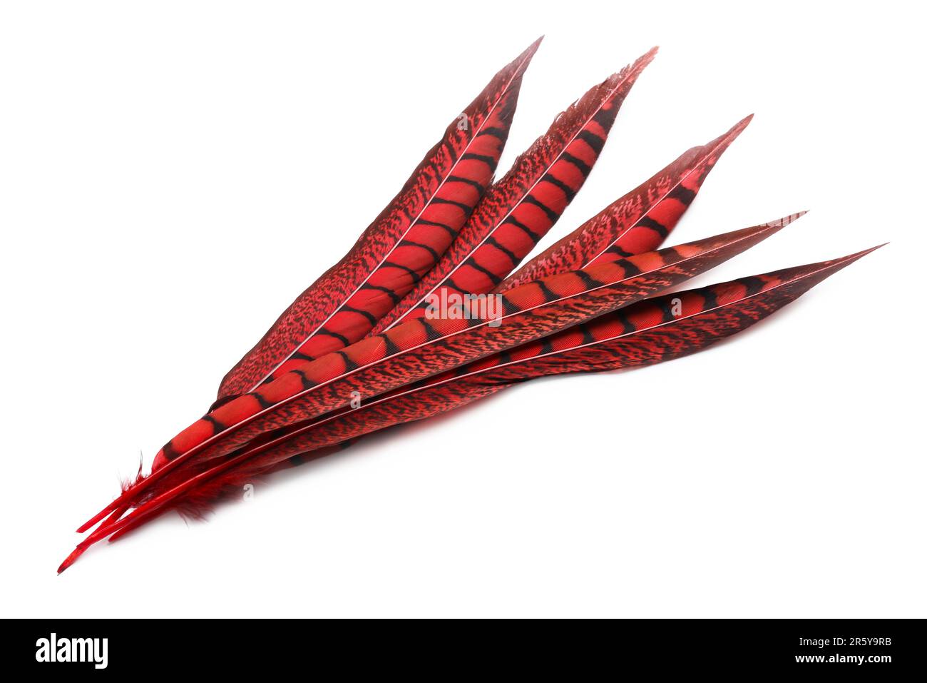 Beautiful red bird feathers on white background Stock Photo - Alamy