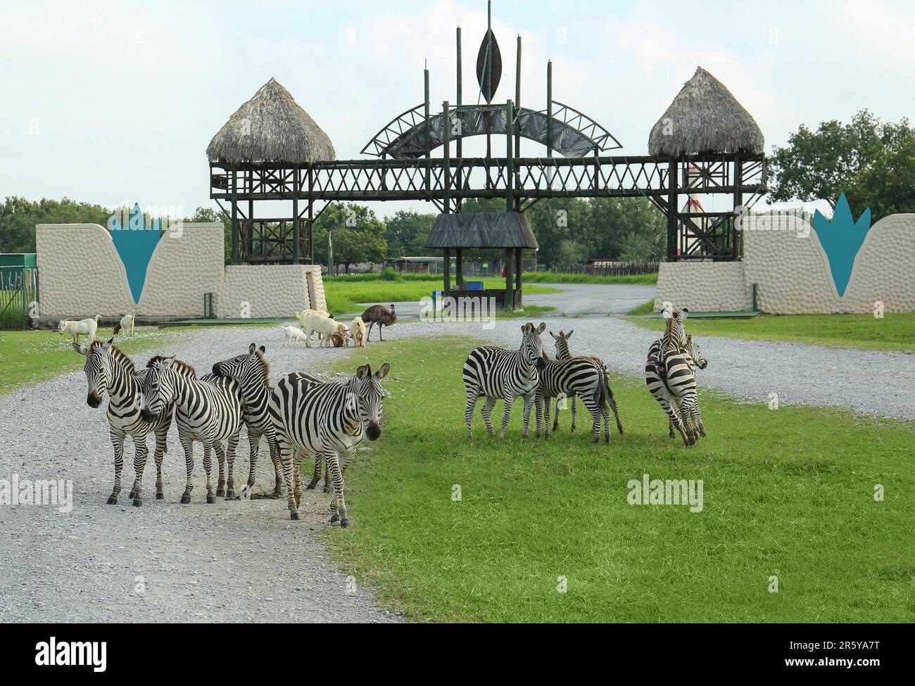 Beautiful zebras, emu and goats in safari park Stock Photo - Alamy