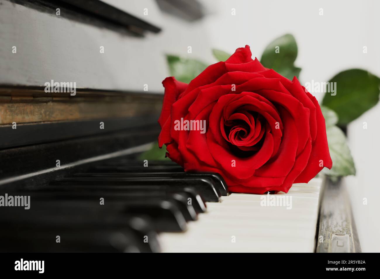 Beautiful red rose on piano keys, closeup Stock Photo - Alamy
