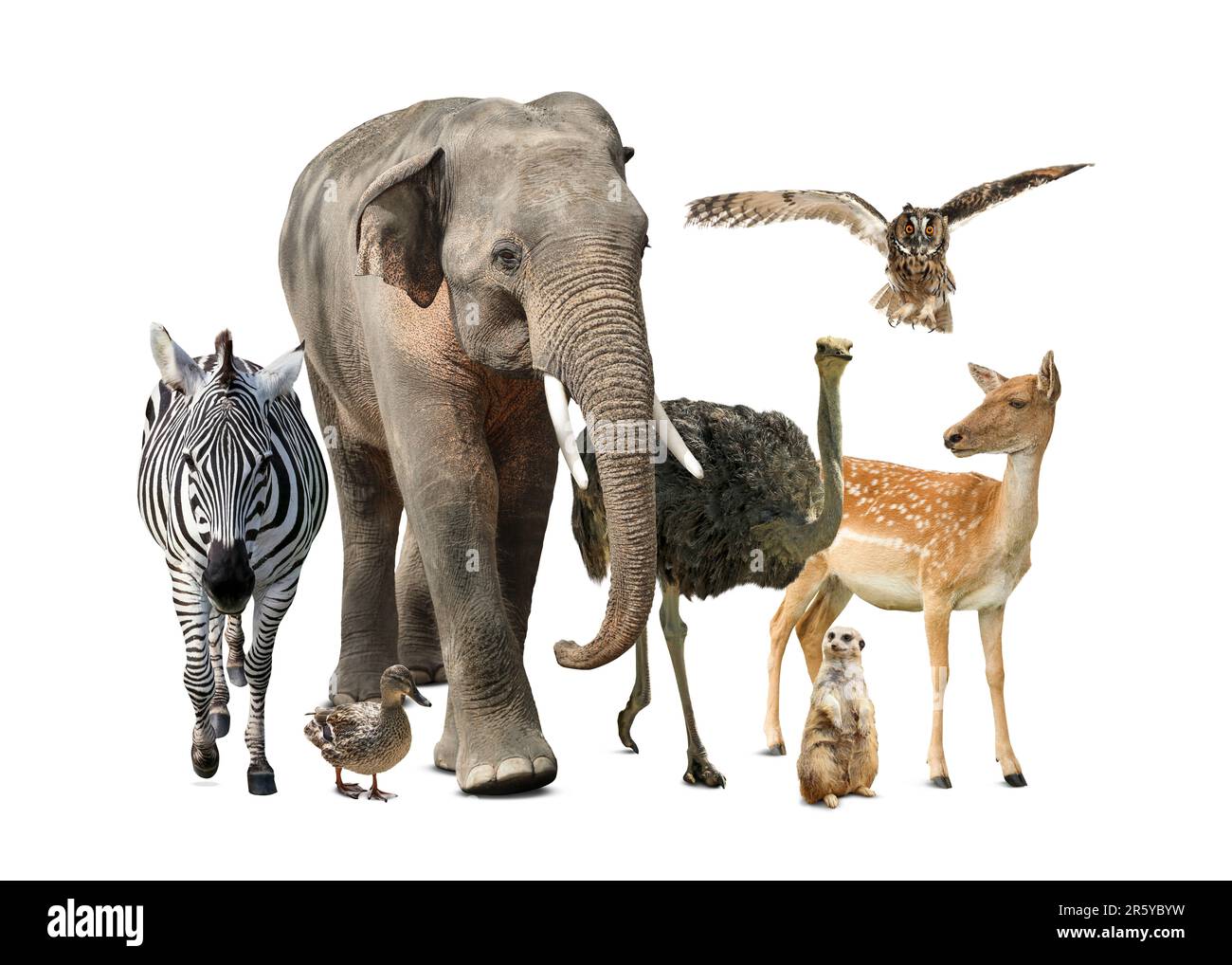 Group of different wild animals on white background, collage Stock ...