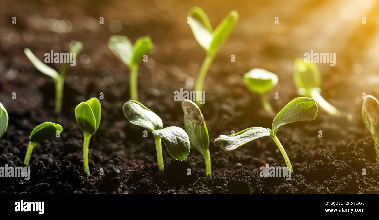 Young seedlings growing in soil outdoors, closeup. Banner design Stock ...