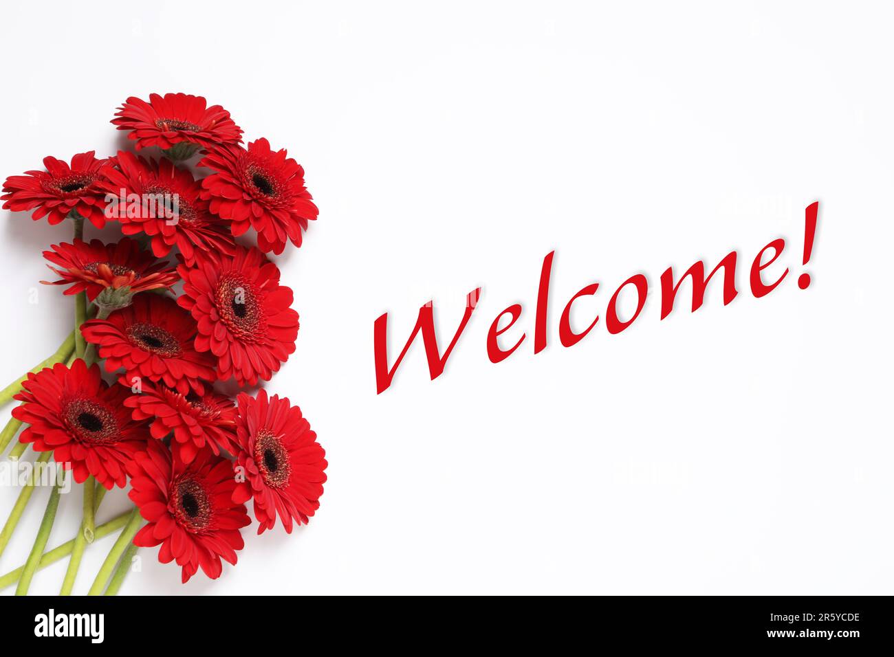 Welcome card. Beautiful red gerbera flowers and word on white ...