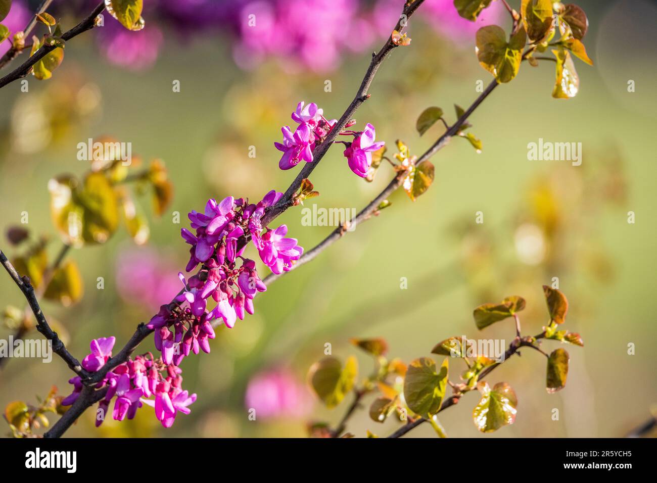 Cercis siliquastrum, commonly known as the Judas tree or Judas-tree, is ...