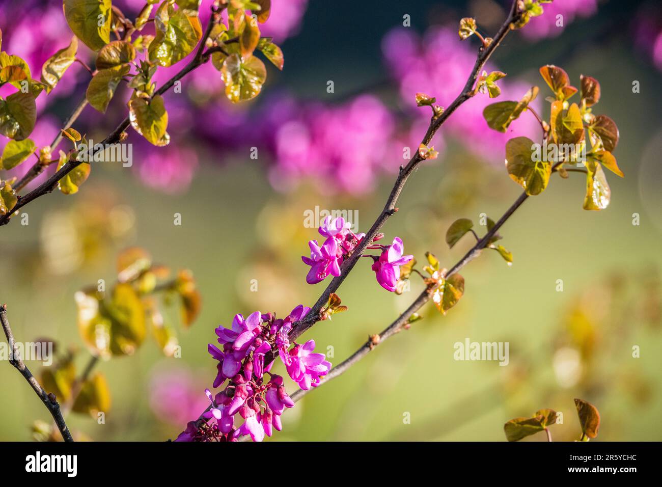 Cercis siliquastrum, commonly known as the Judas tree or Judas-tree, is ...