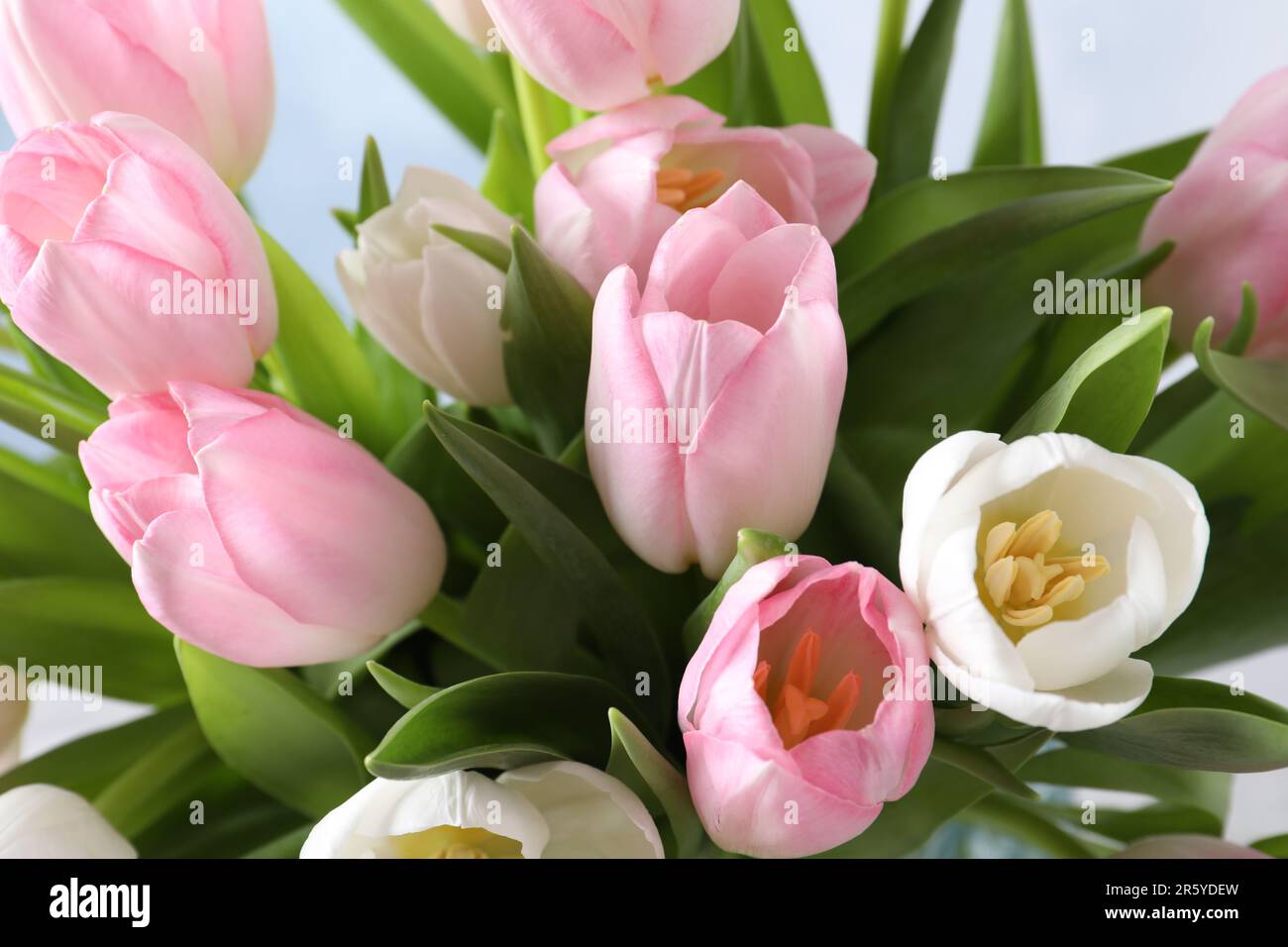 Big beautiful bouquet tulips hi-res stock photography and images - Alamy
