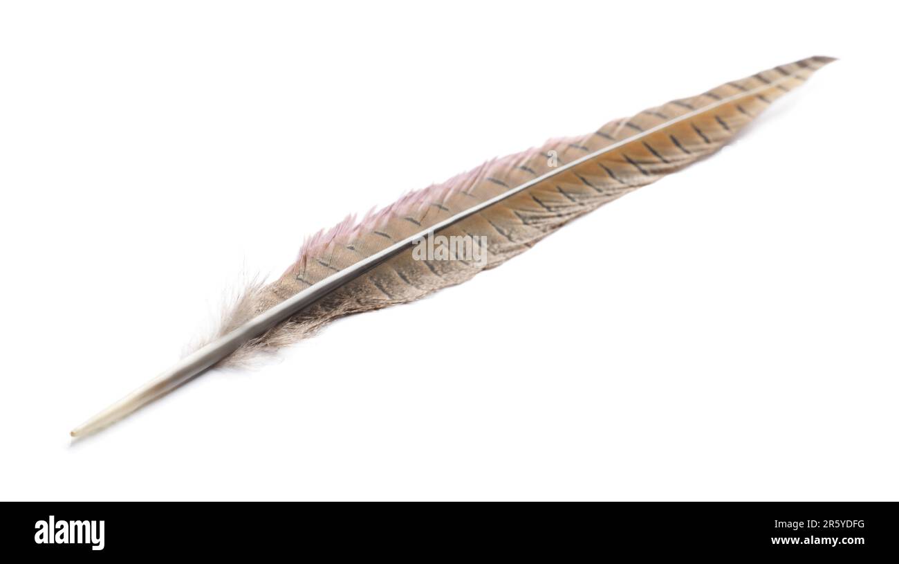 Beautiful brown bird feather isolated on white Stock Photo - Alamy