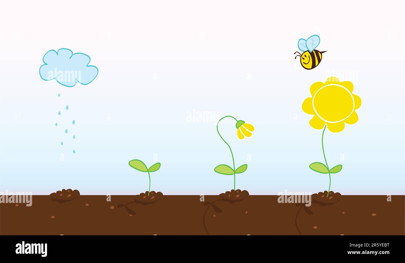 Process of growing plant in four stages. Vector Illustration Stock ...