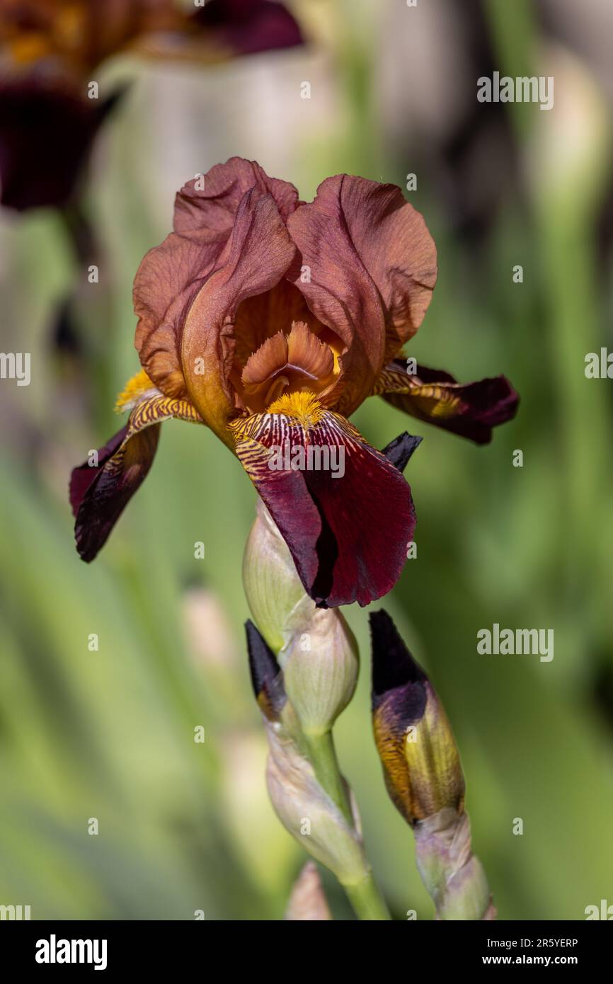 Bearded irises and people hi-res stock photography and images - Alamy