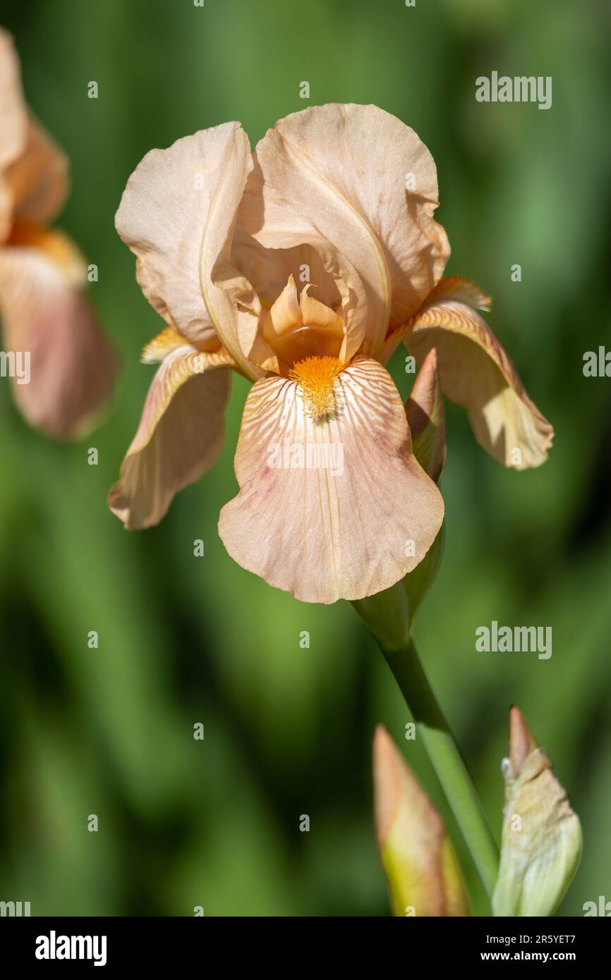 Macro abstract view of a solitary peach pink color bearded iris (iris ...