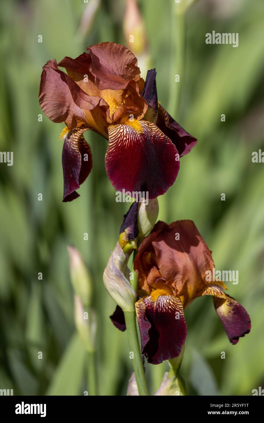 Macro abstract view of deep burgundy red color bearded iris (iris germanica) flowers blooming in ...