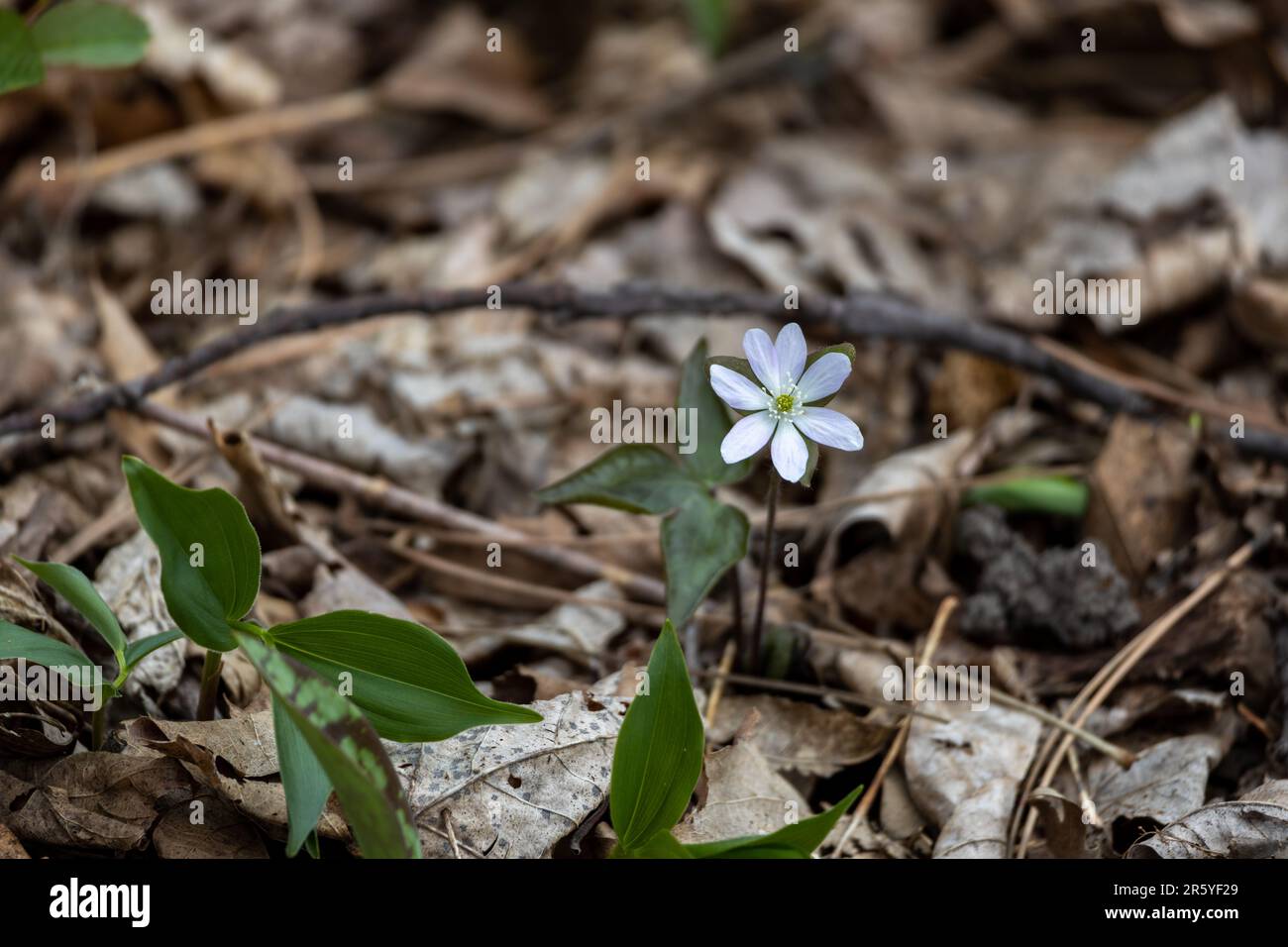 Close up view of a single white blooming hepatica wildflower ...