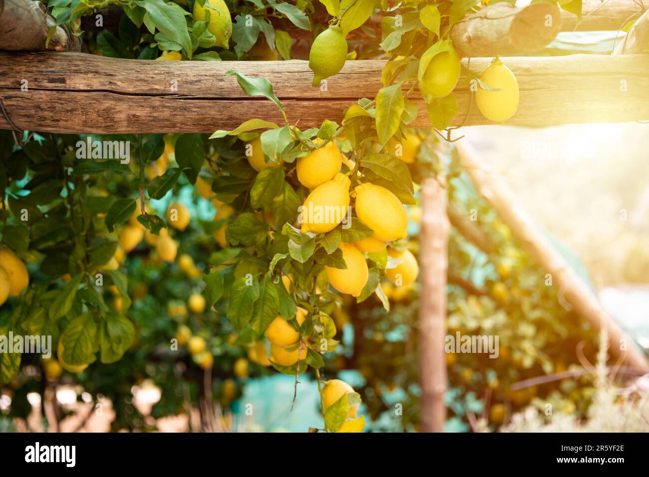 Lemons growing in a garden on Amalfi coast in Italy Stock Photo - Alamy