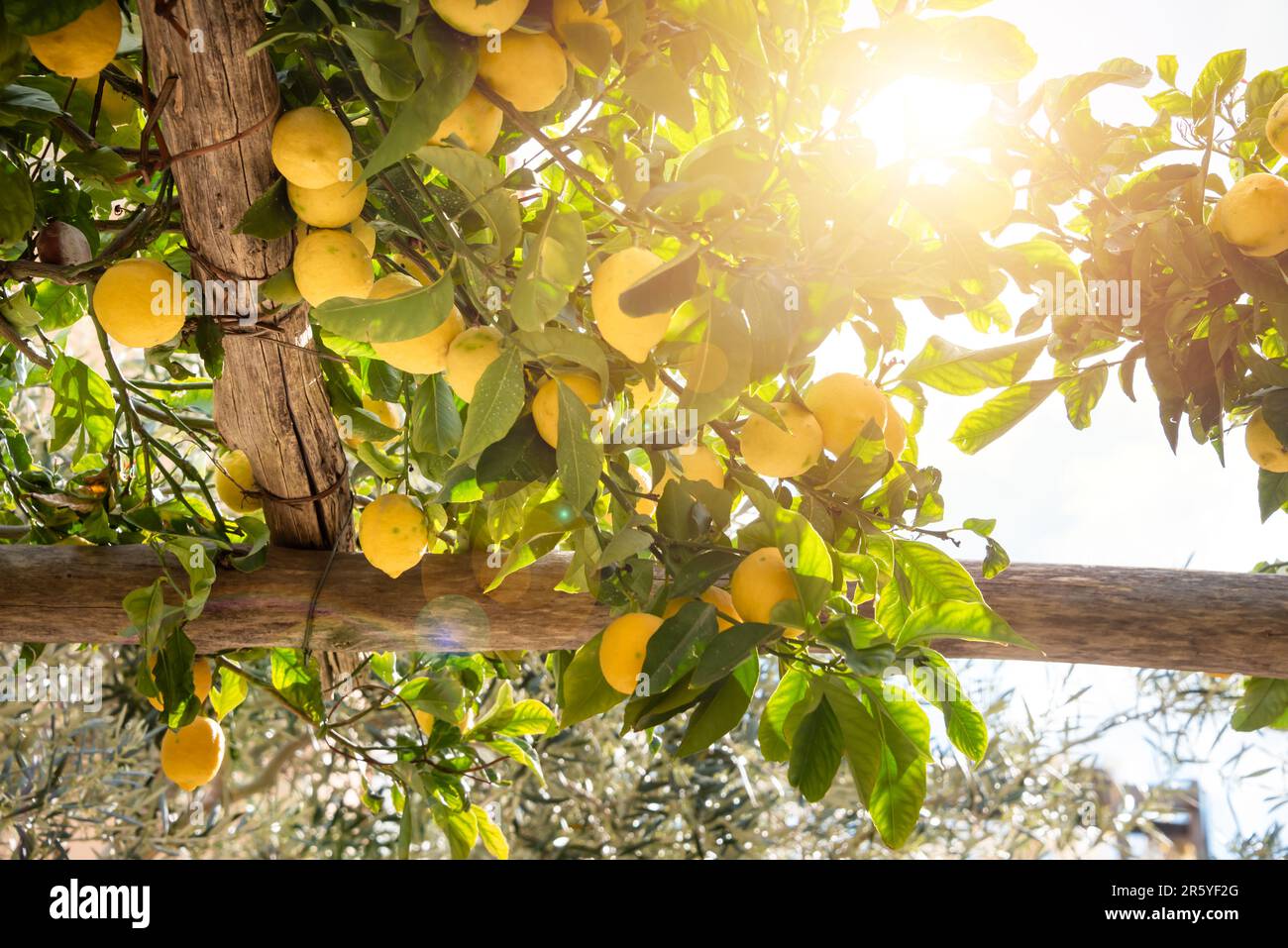 Lemons growing in a garden on Amalfi coast in Italy Stock Photo - Alamy