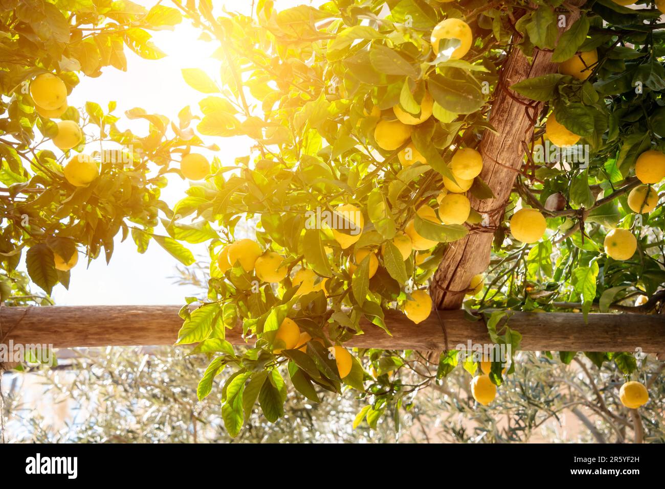 Lemons growing in a garden on Amalfi coast in Italy Stock Photo - Alamy