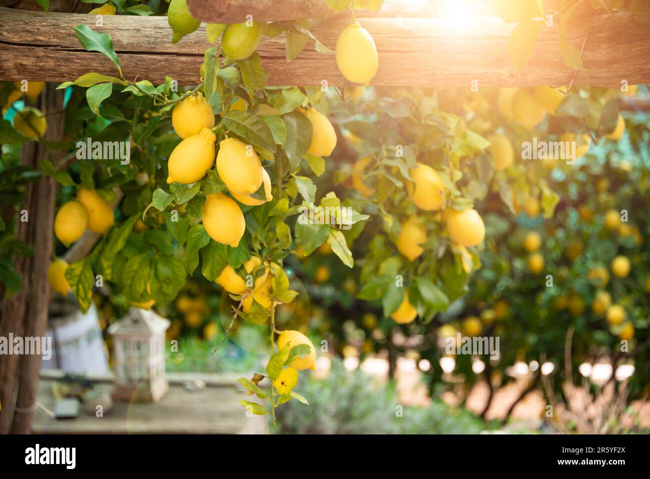 Lemons growing in a garden on Amalfi coast in Italy Stock Photo - Alamy