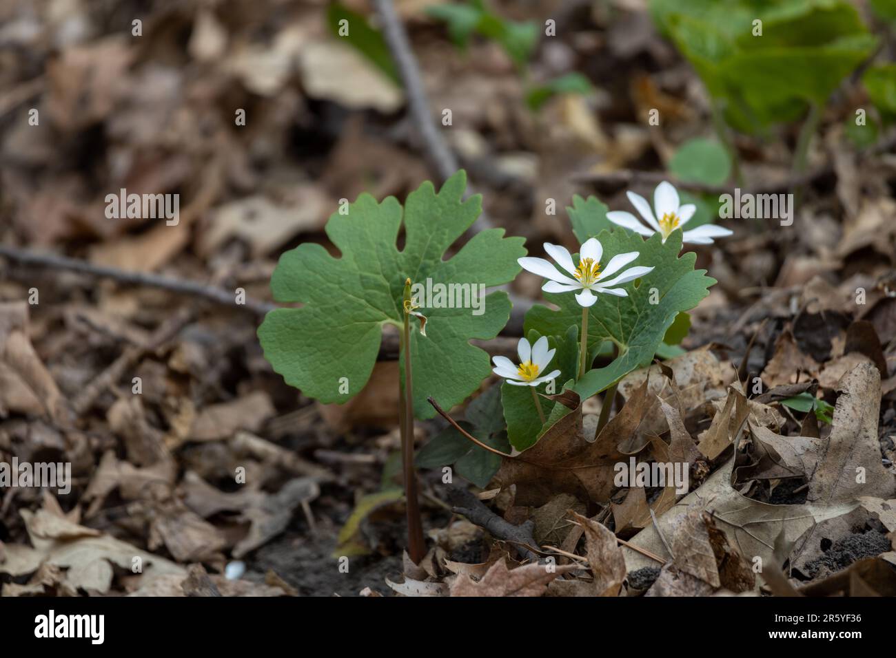 Close up view of a small patch of white blooming bloodroot (sanguinaria ...