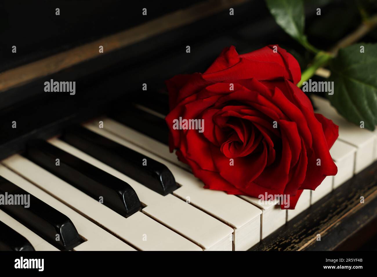 Beautiful red rose on piano keys, closeup Stock Photo - Alamy