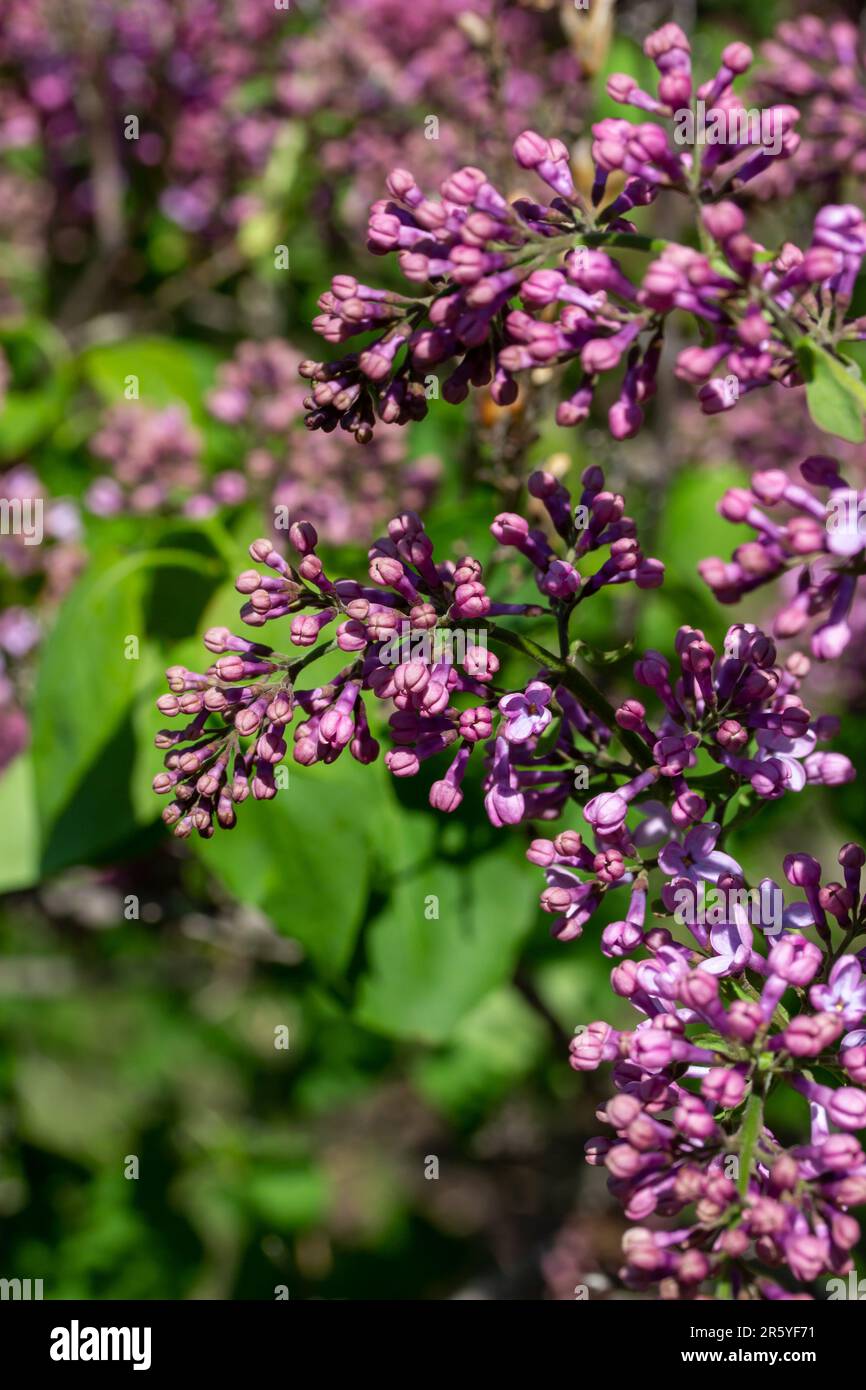 Abstract texture background of newly opening purple buds on a Persian ...
