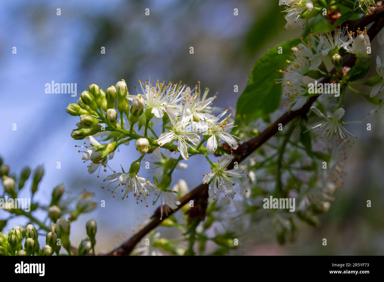 Macro abstract texture background of airy white blooming flowers and ...