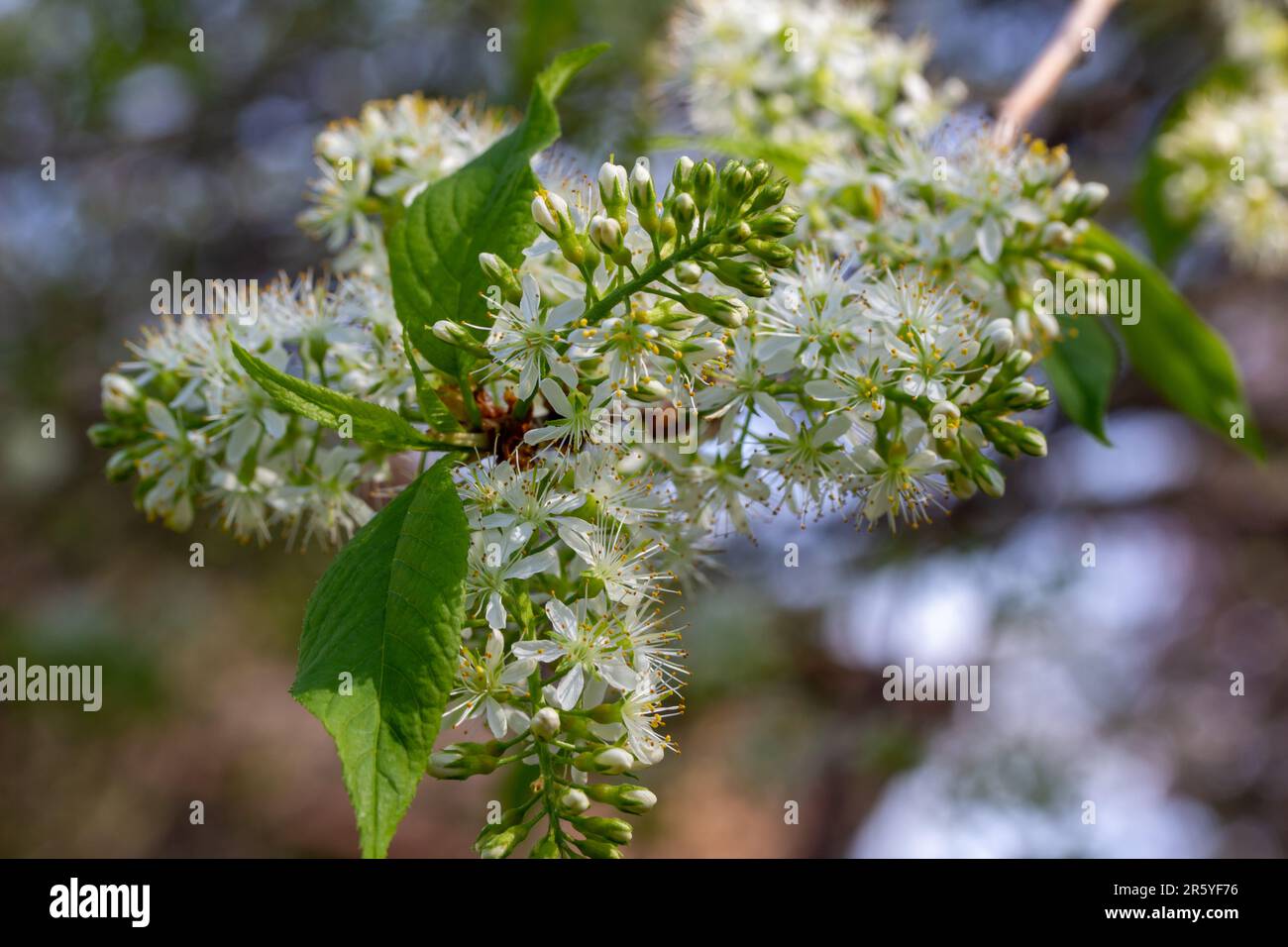Macro abstract texture background of airy white blooming flowers and ...
