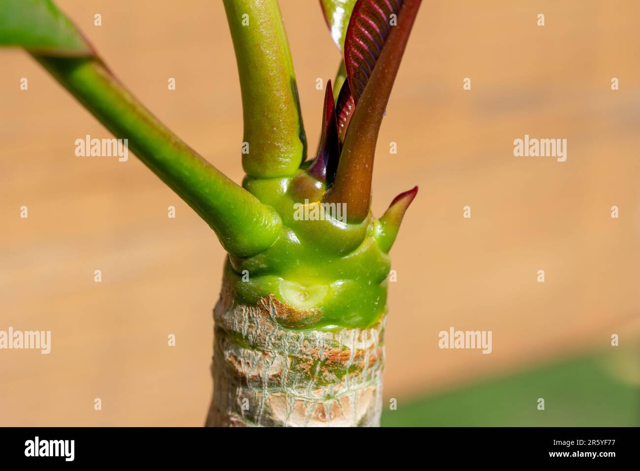 Plumeria and trunk hi-res stock photography and images - Alamy