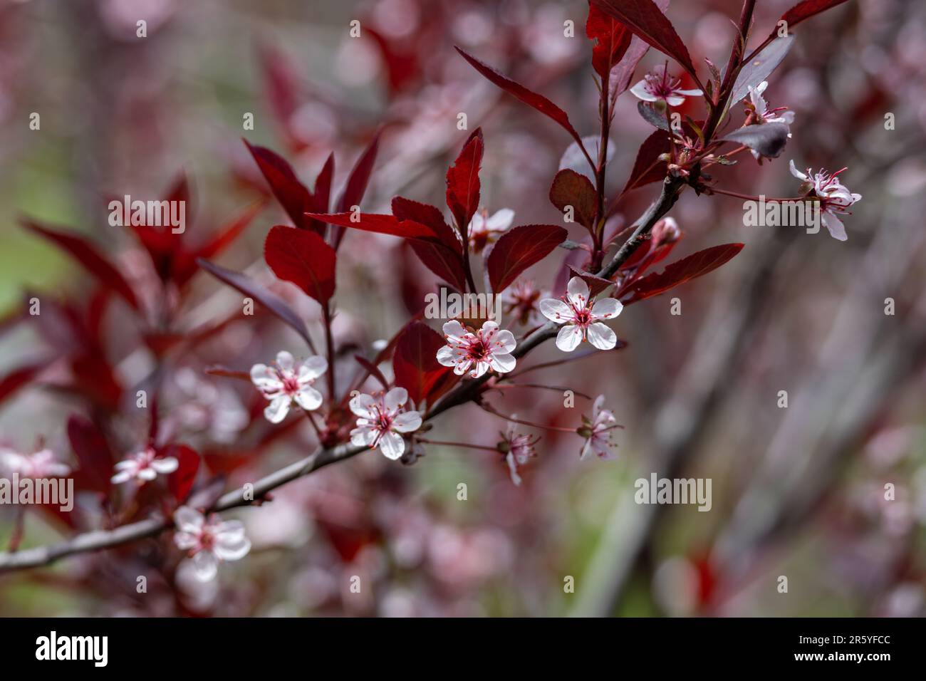 Abstract macro texture background of delicate white and red blooming ...