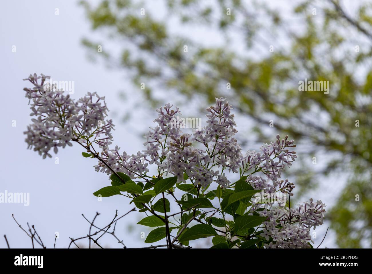 Macro texture background of blooming Miss Kim lilac (syringa patula ...