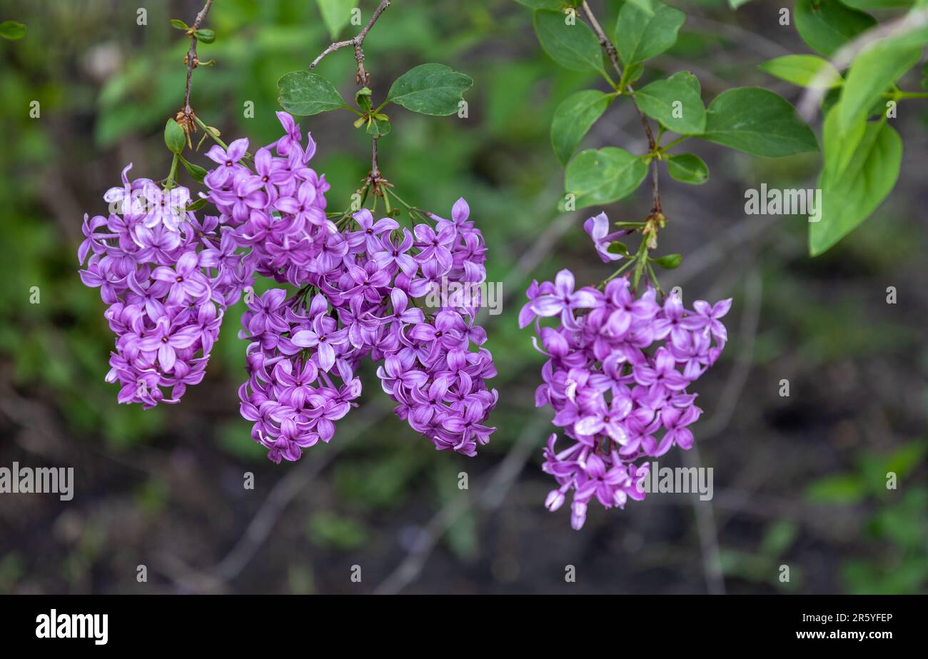 Macro texture background of blooming Chinese lilac (syringa chinensis ...