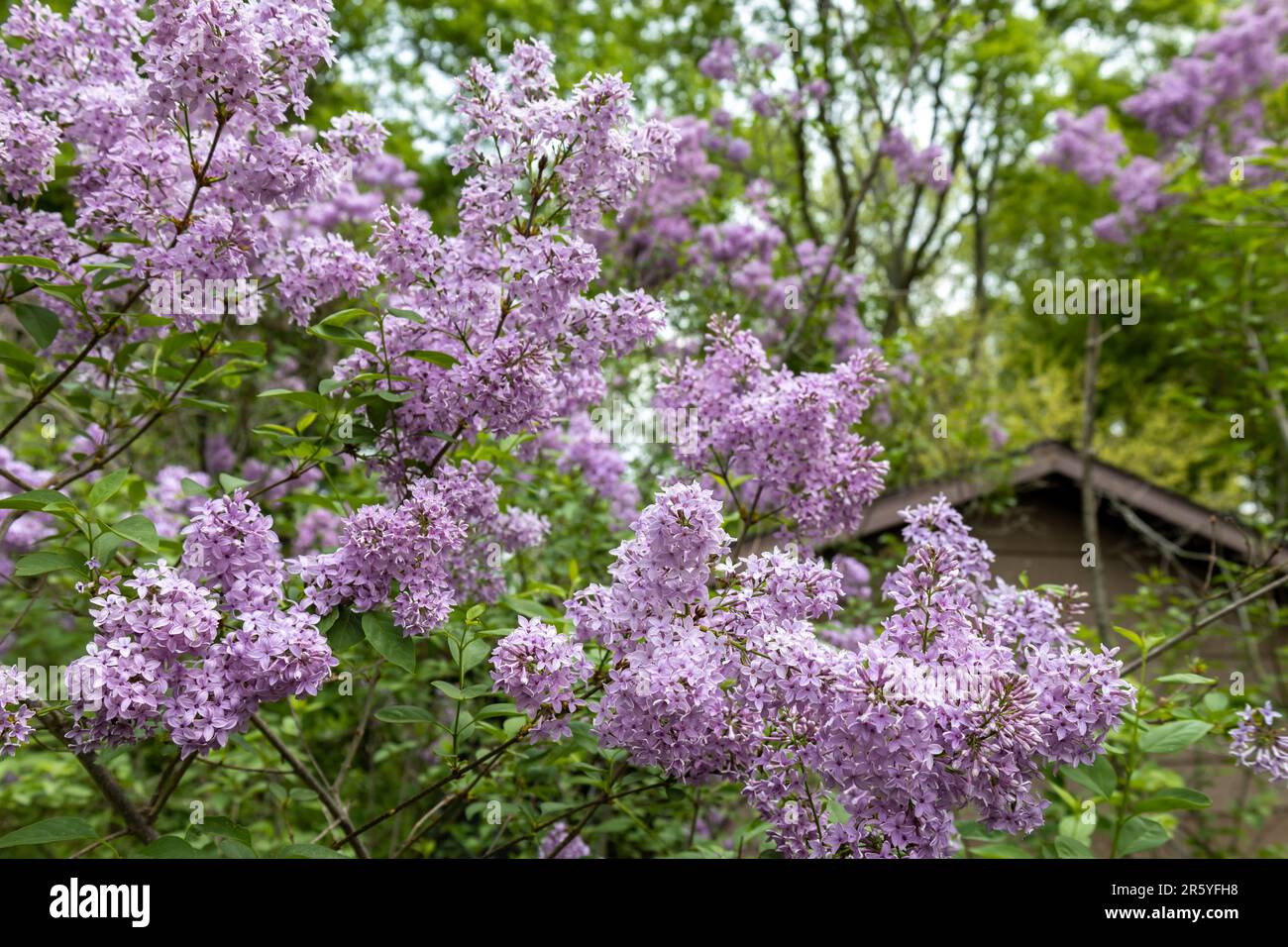 Macro texture background of blooming Chinese lilac (syringa chinensis ...