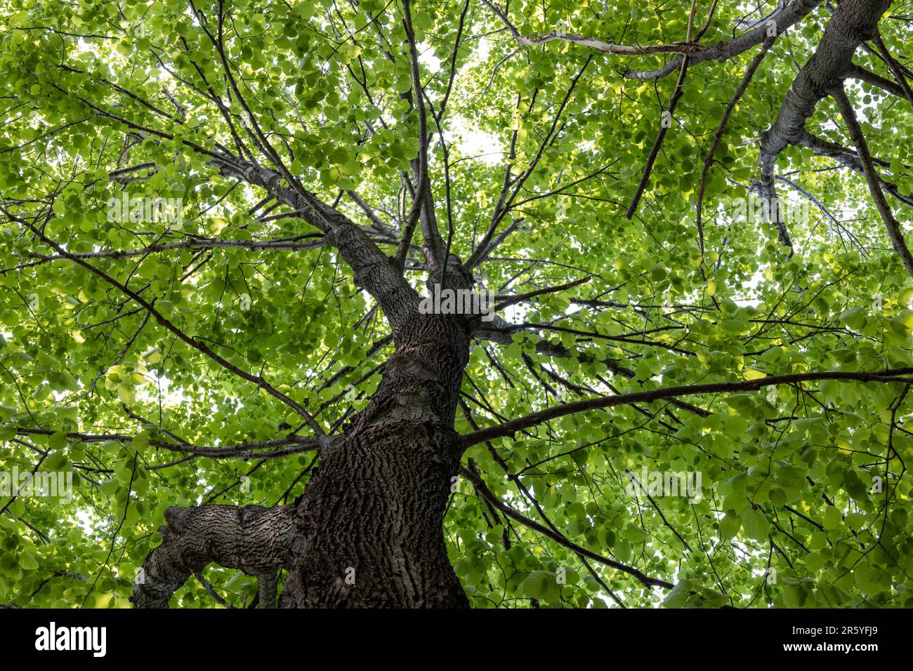 Texture background canopy view underneath the leaves of a river birch ...